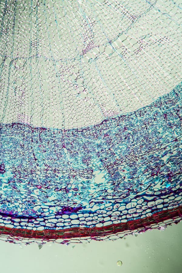 Silk Bast Branch in Cross Section Stock Image - Image of 100x, branch ...