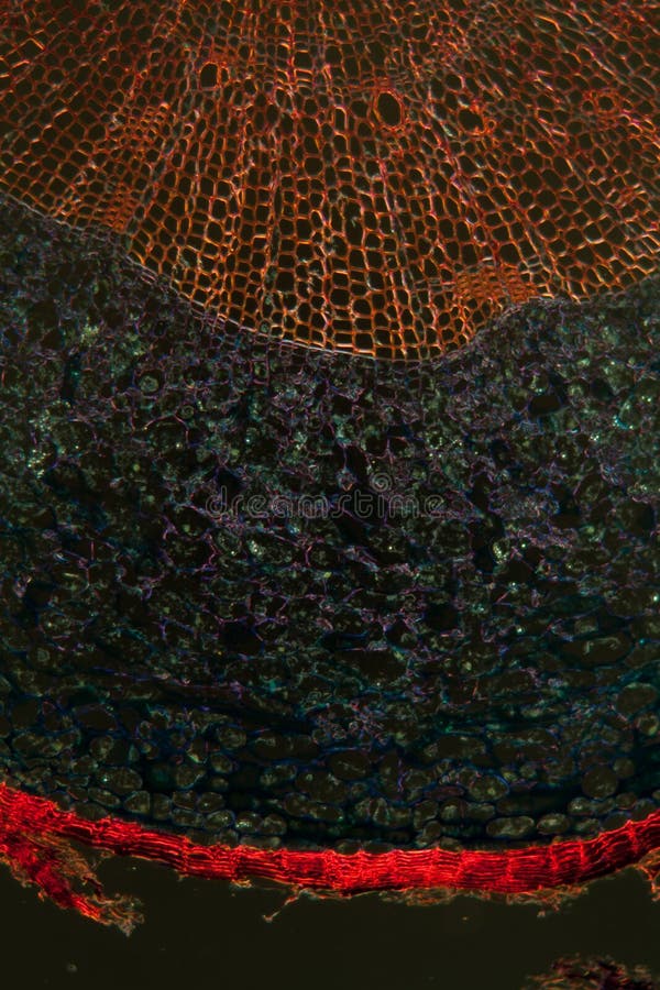 Silk bast tissue stock image. Image of root, histology - 196747211