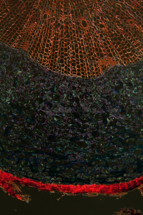 Silk bast tissue stock image. Image of root, histology - 196747211