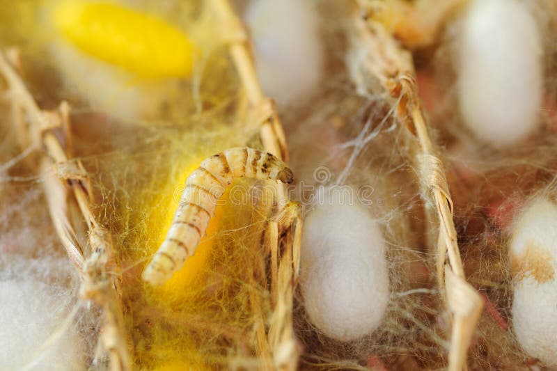 Silk Cocoon stock photo. Image of luxurious, cocoon, pure - 23663696