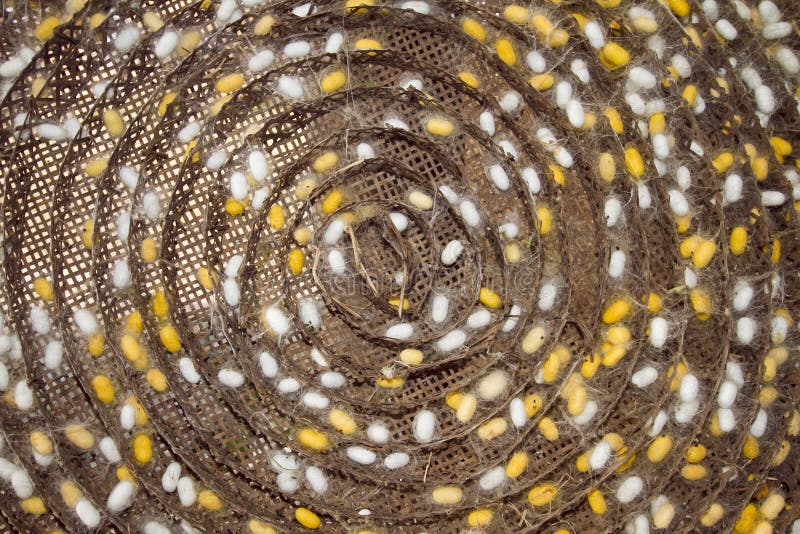 Silk cocoon stock image. Image of texture, silk, insect - 26160193