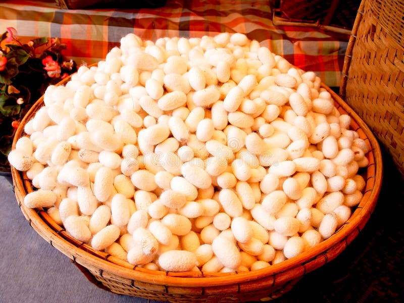 Silk cocoon stock image. Image of agriculture, manufacture - 52633667