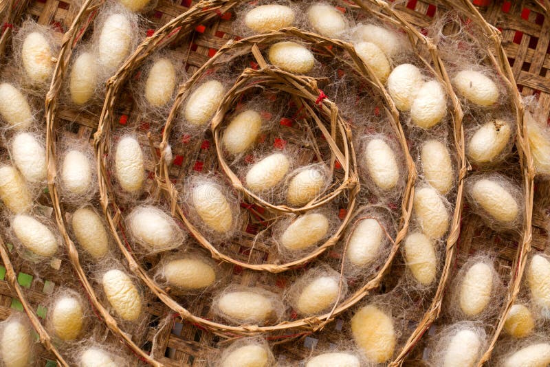 Silk Cocoon stock photo. Image of luxurious, cocoon, pure - 23663696