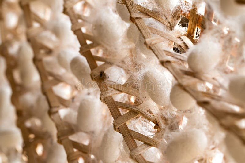 Silk Cocoon stock photo. Image of cocoons, textile, natural - 65396324