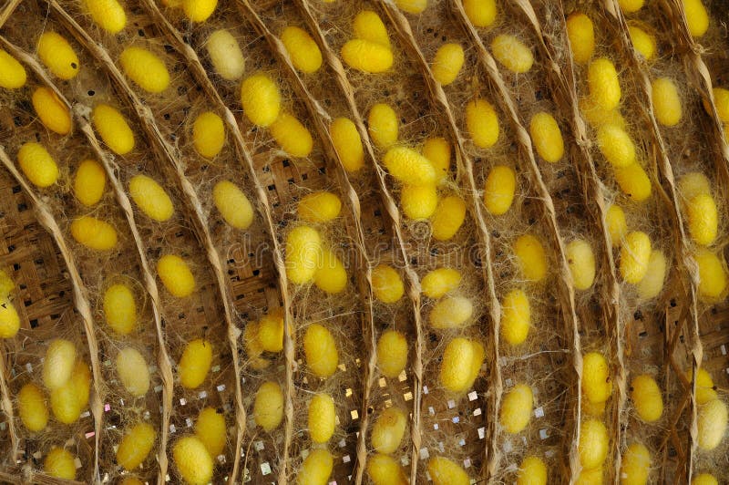 4,023 Cocoon Texture Stock Photos - Free & Royalty-Free Stock Photos ...