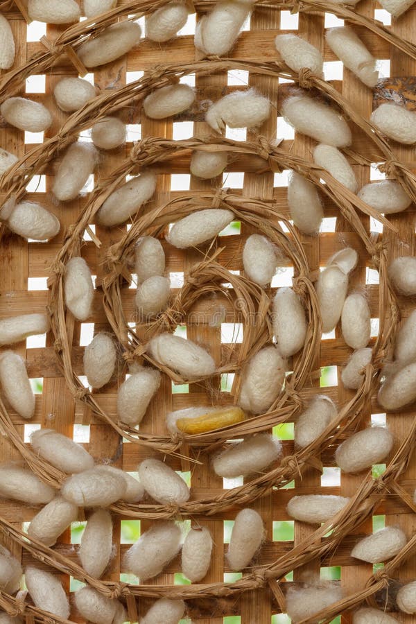 Silk Cocoons stock photo. Image of textile, larva, objects - 28053354