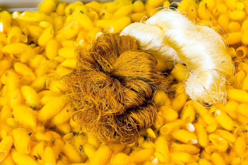 Silk Cocoons and Raw Silk Threads Stock Image - Image of pattern, floss ...
