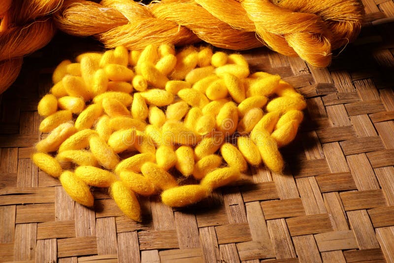 Silk Cocoons and Raw Silk Threads Stock Photo - Image of worm, cocoon ...
