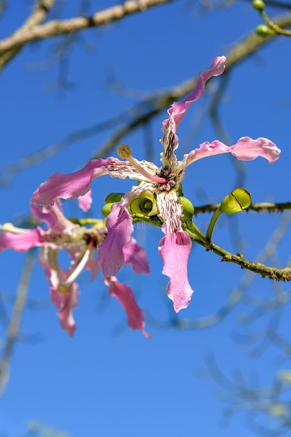 Silk-cotton tree flower stock photo. Image of tree, silk - 72966758