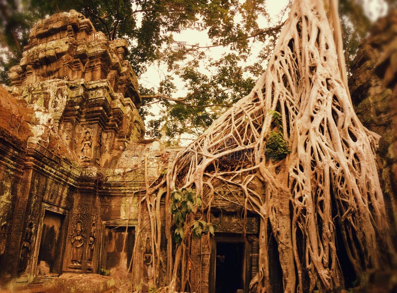 Silk and Cotton Tree Root on Temple Stock Photo - Image of silk, root ...