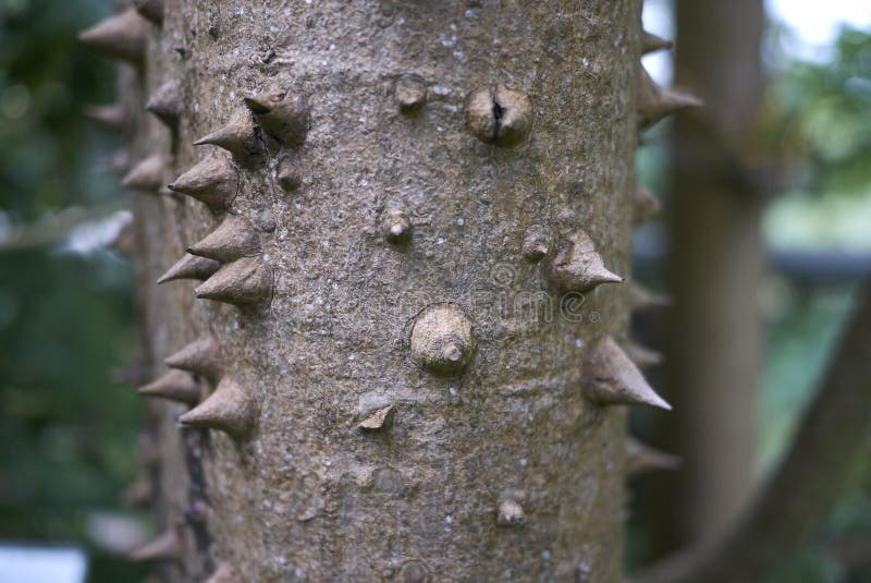 Silk floss tree bark stock image. Image of nature, prickly - 118069025