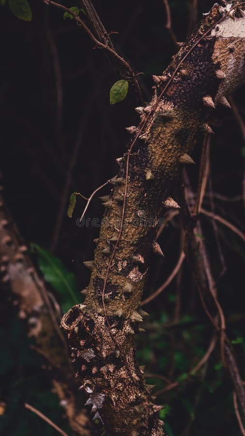 Silk Floss Tree Ceiba Speciosa Stock Photo - Image of prickly, botany ...