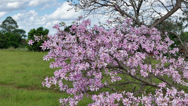 Silk Floss Tree stock video. Video of outdoor, green - 315951999