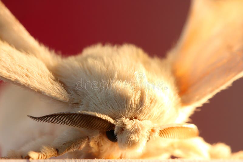 Silk moth stock photo. Image of silk, moth, macro, insect - 11616638