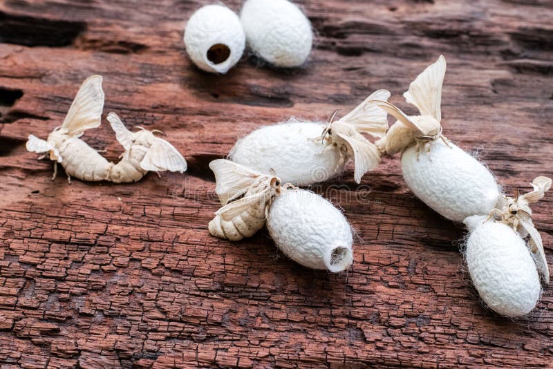 Silk Moth on Silk Cocoon stock photo. Image of group - 146521276