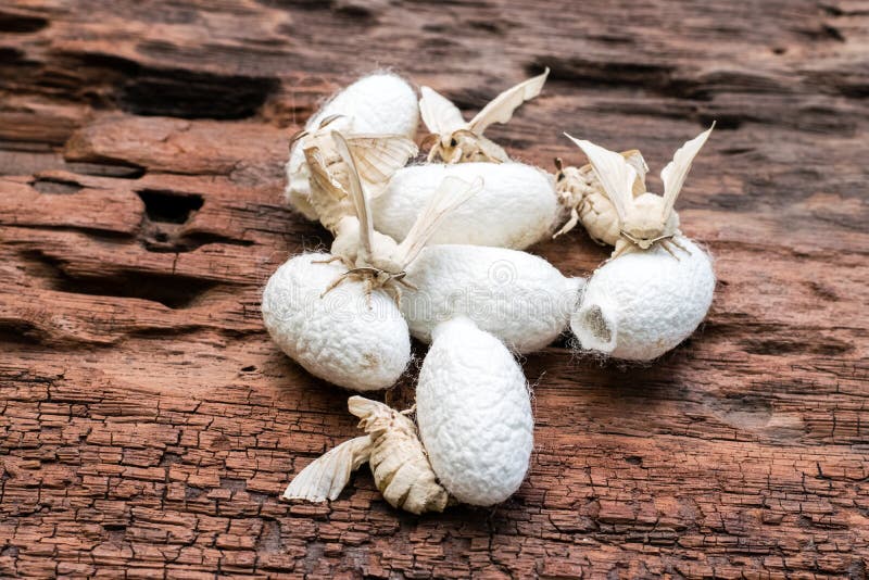 Silk Moth on Silk Cocoon stock photo. Image of small - 148591634