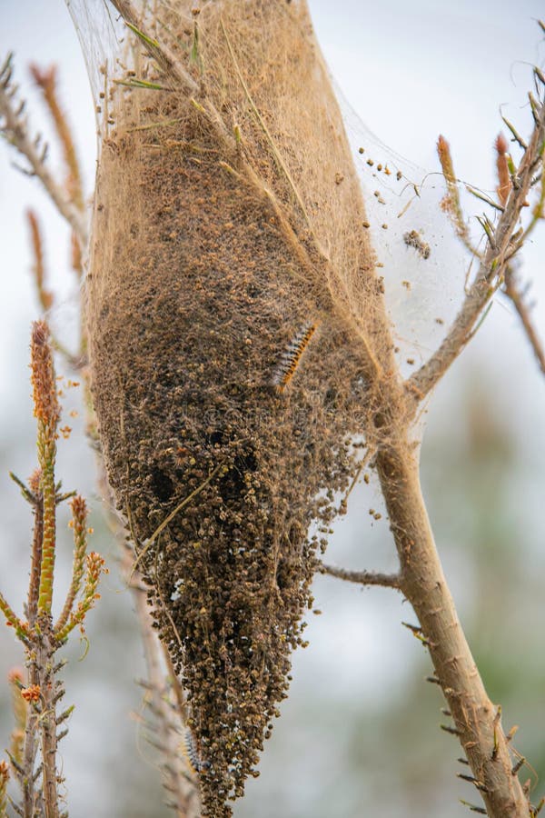 Silk Moth Infested Tree Branch Stock Image - Image of biology, bush ...