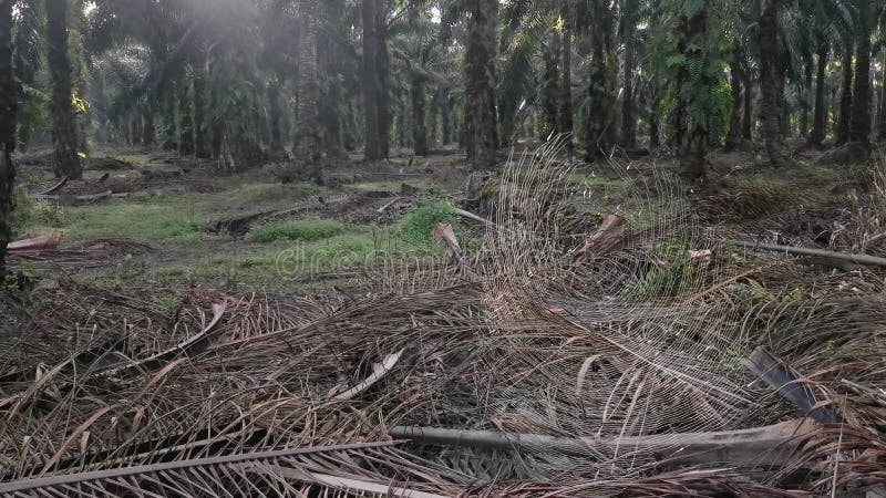 Silk Orb Weaver Spider Webcob at the Plantation. Stock Video - Video of ...