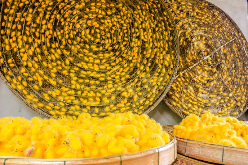 Silk pods stock image. Image of fabric, silky, insect - 73095505