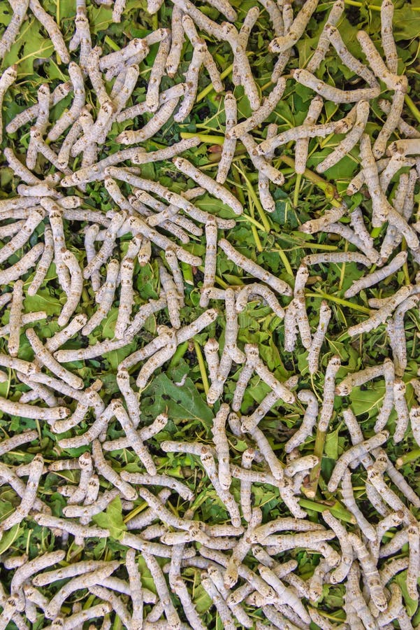 Silk Production Process, Silkworm with Mulberry Green Leaf Stock Photo ...