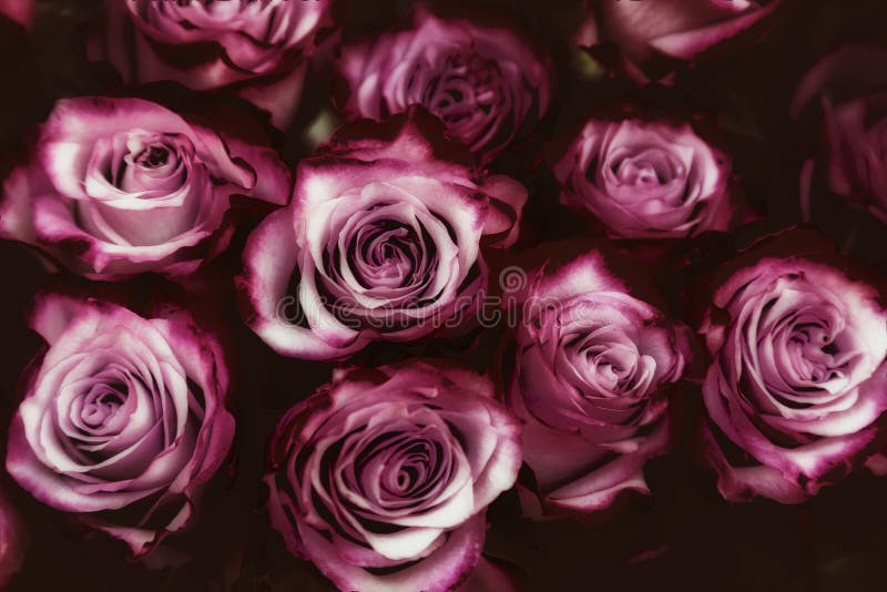 Silk roses stock photo. Image of luxury, seasonal, flowers - 80745336