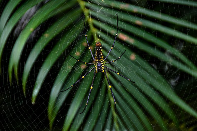 Silk spider in your web stock image. Image of thailand - 171072903