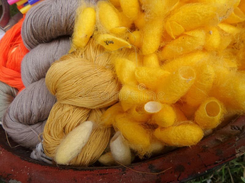 Silk Cocoons Spinning Silk Thread Stock Photo - Image of silk, spinning ...