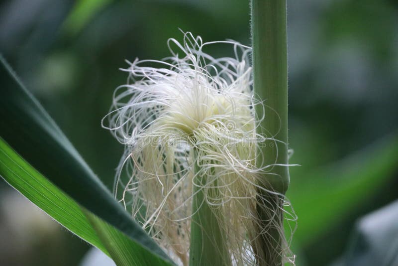 Silk at the Top of Fresh Ear of Corn Stock Photo - Image of nature ...