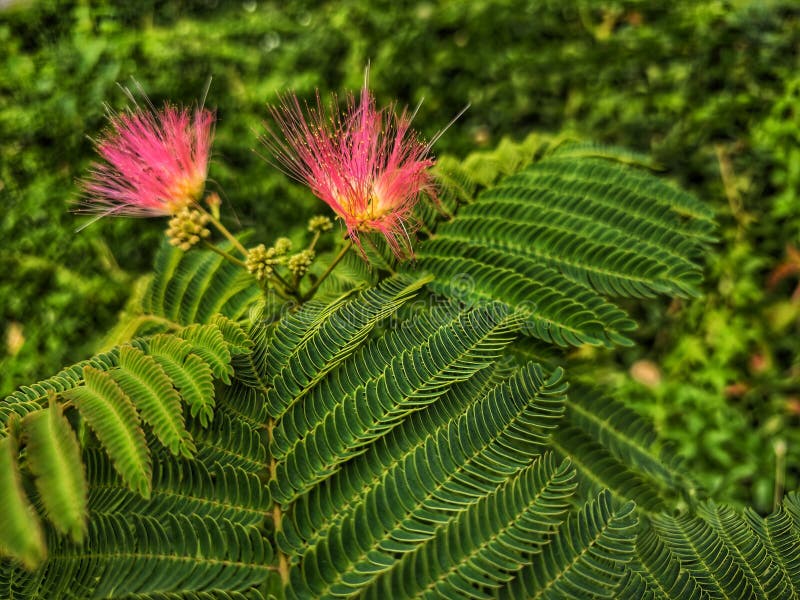 Silk tree green leaves stock image. Image of green, silk - 287134521