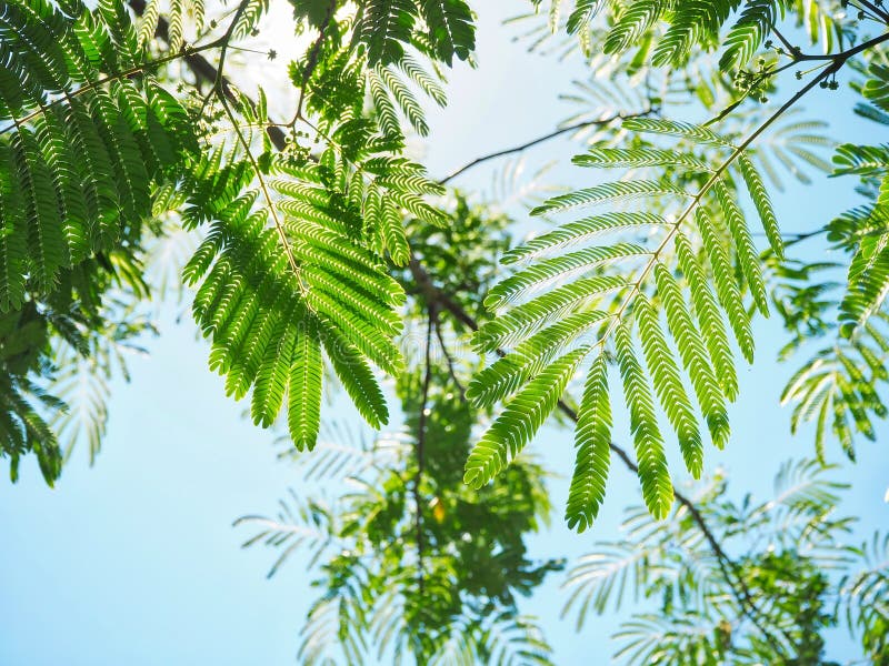 Silk Tree Leaves stock photo. Image of blue, tropical - 102600410