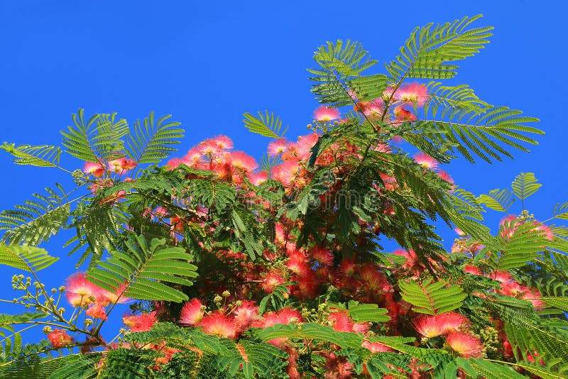 Silk Tree with Red Blossoms and Feathered Leaves Against Blue Sky Stock ...