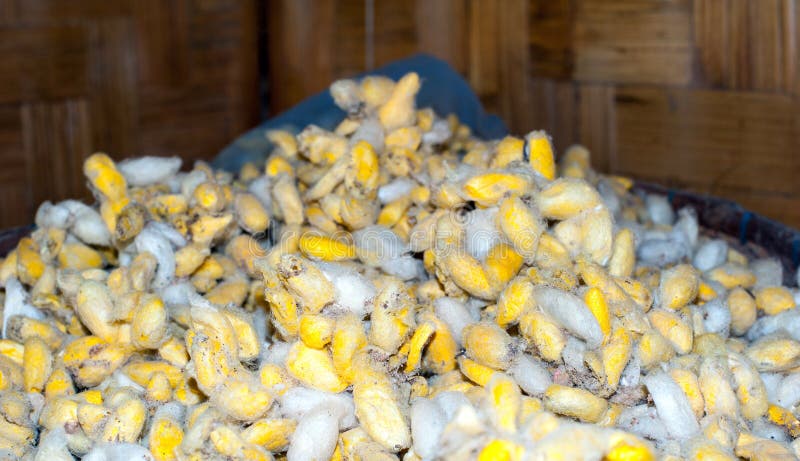 Silk Worm Cocoons in Silk Production Factory Stock Image - Image of ...