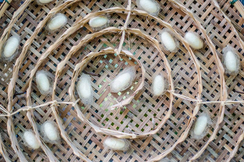 Silk Worm Cocoons in White Nests Stock Photo - Image of fiber, cocoon ...