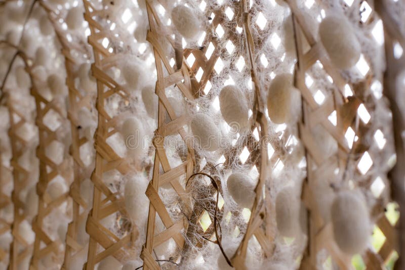 Silk Worm Pupa in the Threshing Silk, Stock Image - Image of seed ...