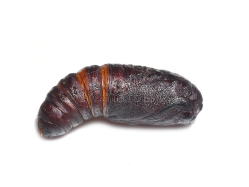 Worm pupae in Nature stock photo. Image of moth, metamorphosis - 52371522