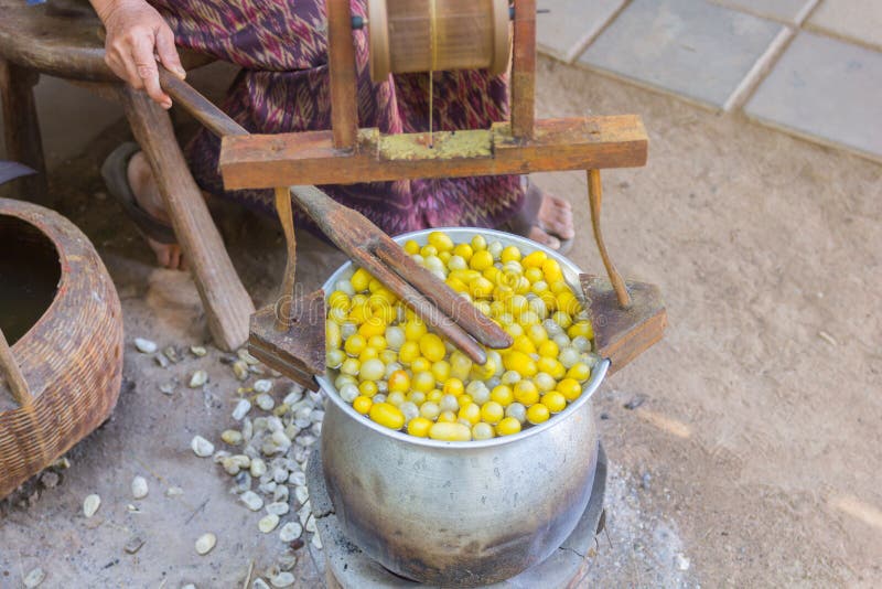Silk Worm this is a Source of Silk Stock Image - Image of texture, farm ...