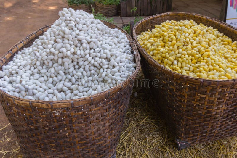 Silk Worm this is a Source of Silk Stock Photo - Image of traditional ...