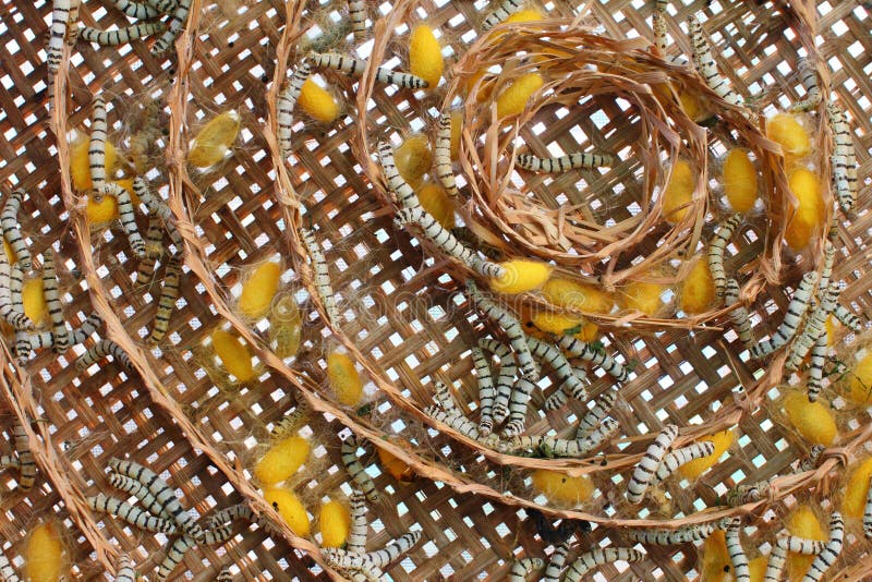 Silk worms nest stock photo. Image of leave, material - 26055904