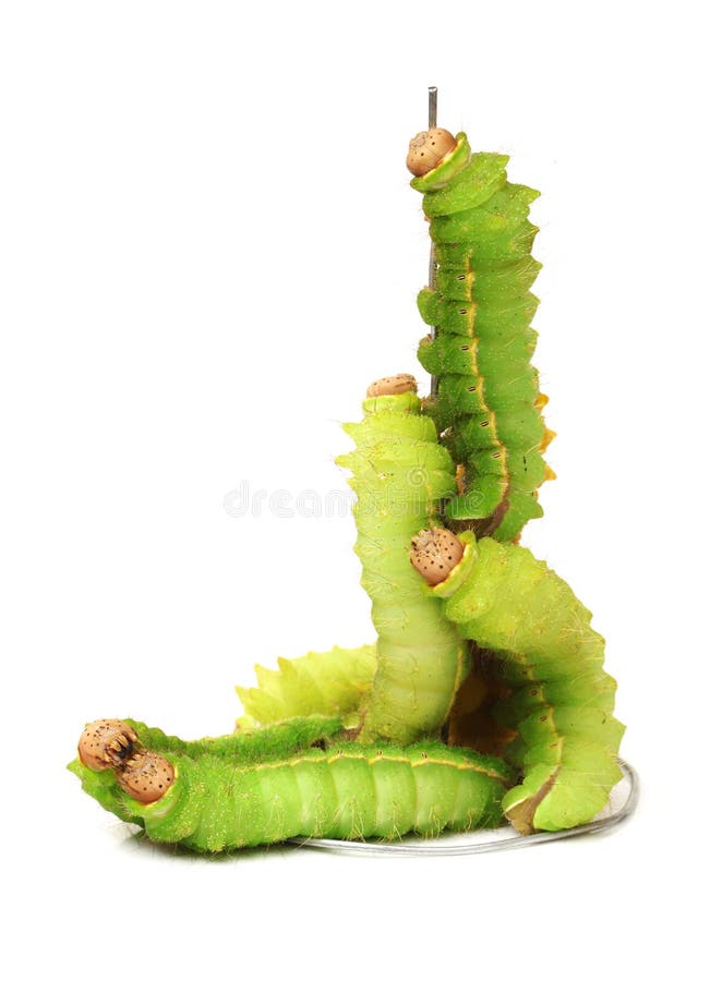 Chinese Silk Worms Stock Photos - Free & Royalty-Free Stock Photos from ...