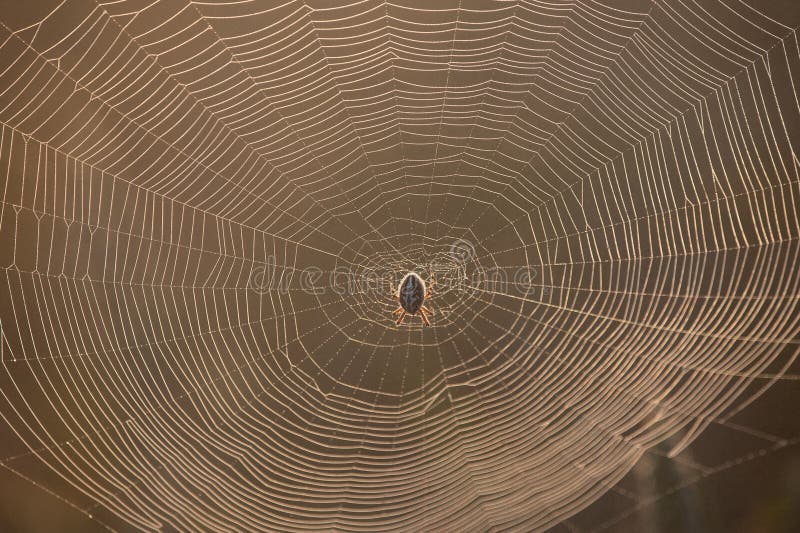 Silken Intricacies: Spider Weaving Nature S Web in the Meadow Stock ...