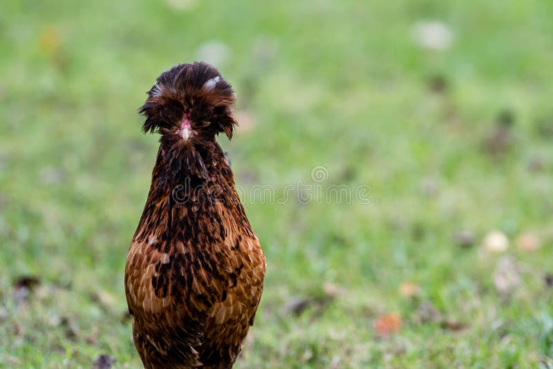 151 Afro Chicken Stock Photos - Free & Royalty-Free Stock Photos from ...