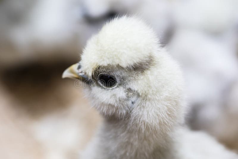Silkie Chick Head stock photo. Image of hair, animal - 120320846