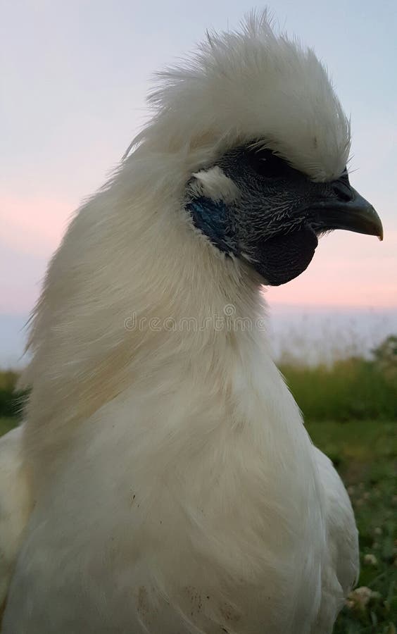 Cute Silkie Polish Chicken With Yellow Fur Stock Photo - Image of ...