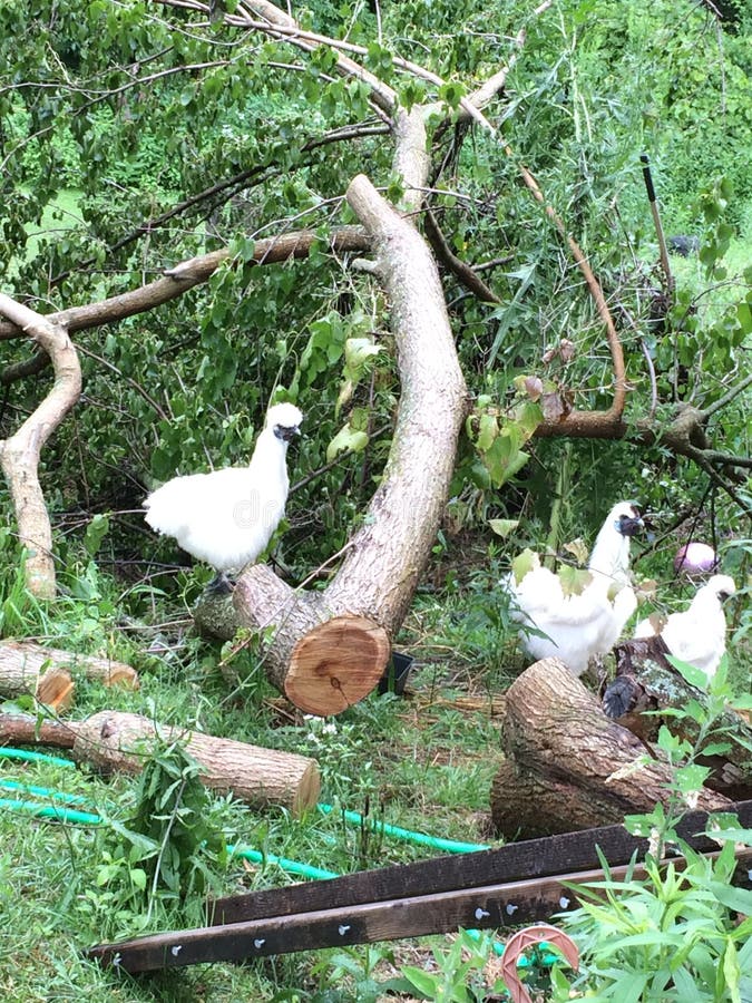 Silkie chickens editorial photo. Image of chickens, mulberry - 43030546