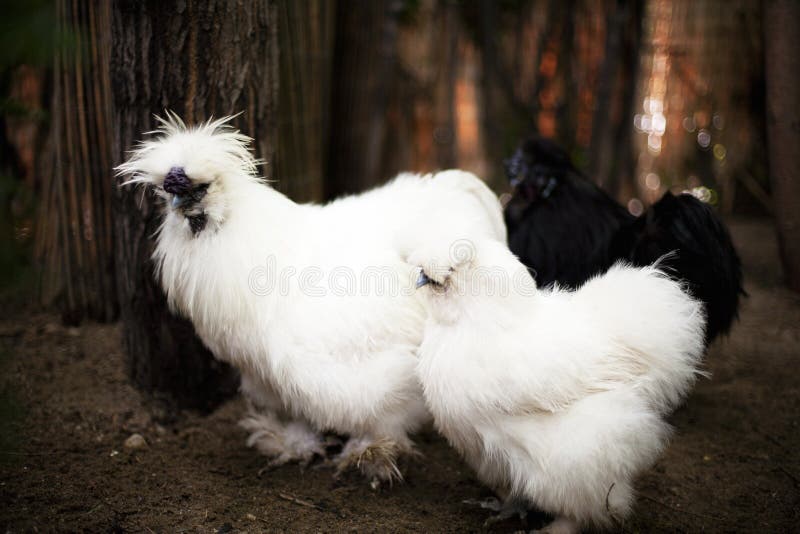 Silkie hen stock photo. Image of beige, avian, animal - 33616038