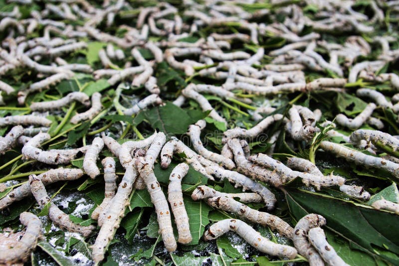 Worm stock image. Image of black, leaves, tree, animal - 20440675