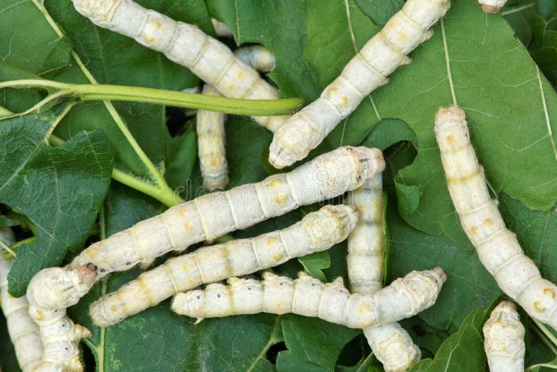 Silkworm stock photo. Image of mulberry, closeup, larval - 24747274