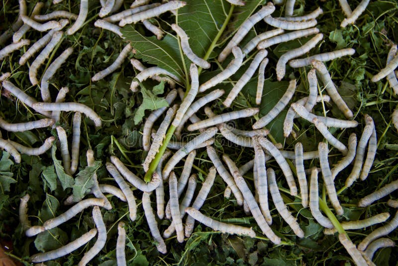 Silkworm stock image. Image of close, larva, food, manufacture - 26065467