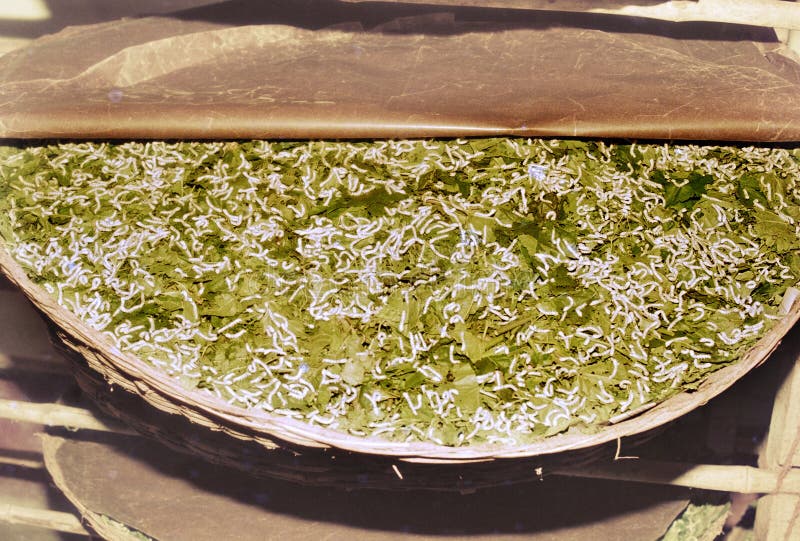 The silkworm breeding stock image. Image of organic - 298740325