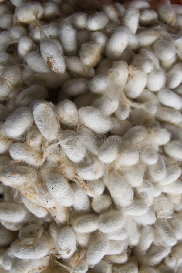 Silkworm cocoon stock photo. Image of rear, weave, fluffy - 17124314